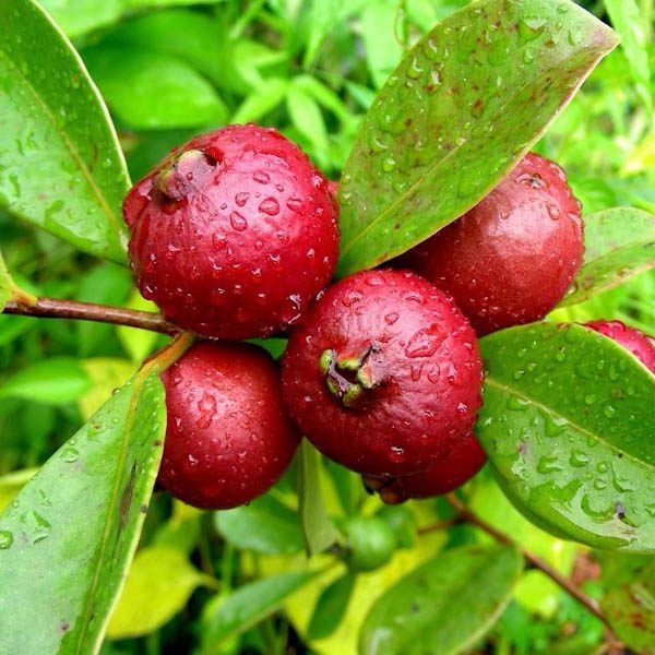 Araçá Vermelho | VITTIS