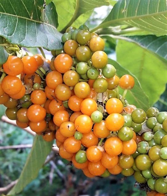 Tamarilho Amarelo (Sabiá) | VITTIS